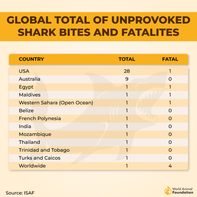 Shark Attack Statistics Worldwide In 2026