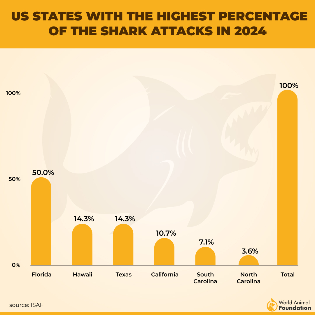 Shark Attack Statistics Worldwide In 2026