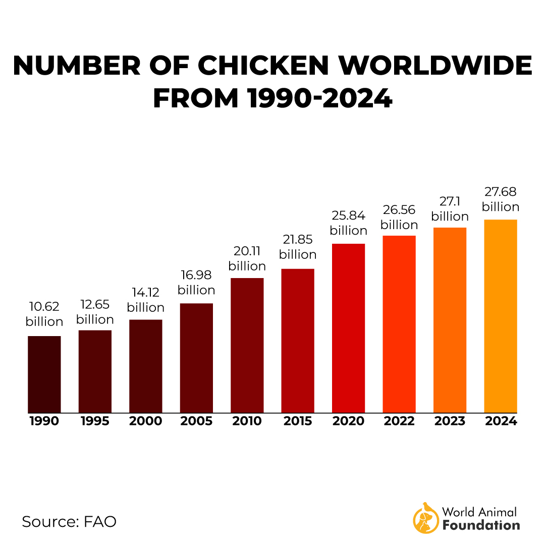 How Many Chickens Are In The World In 2026