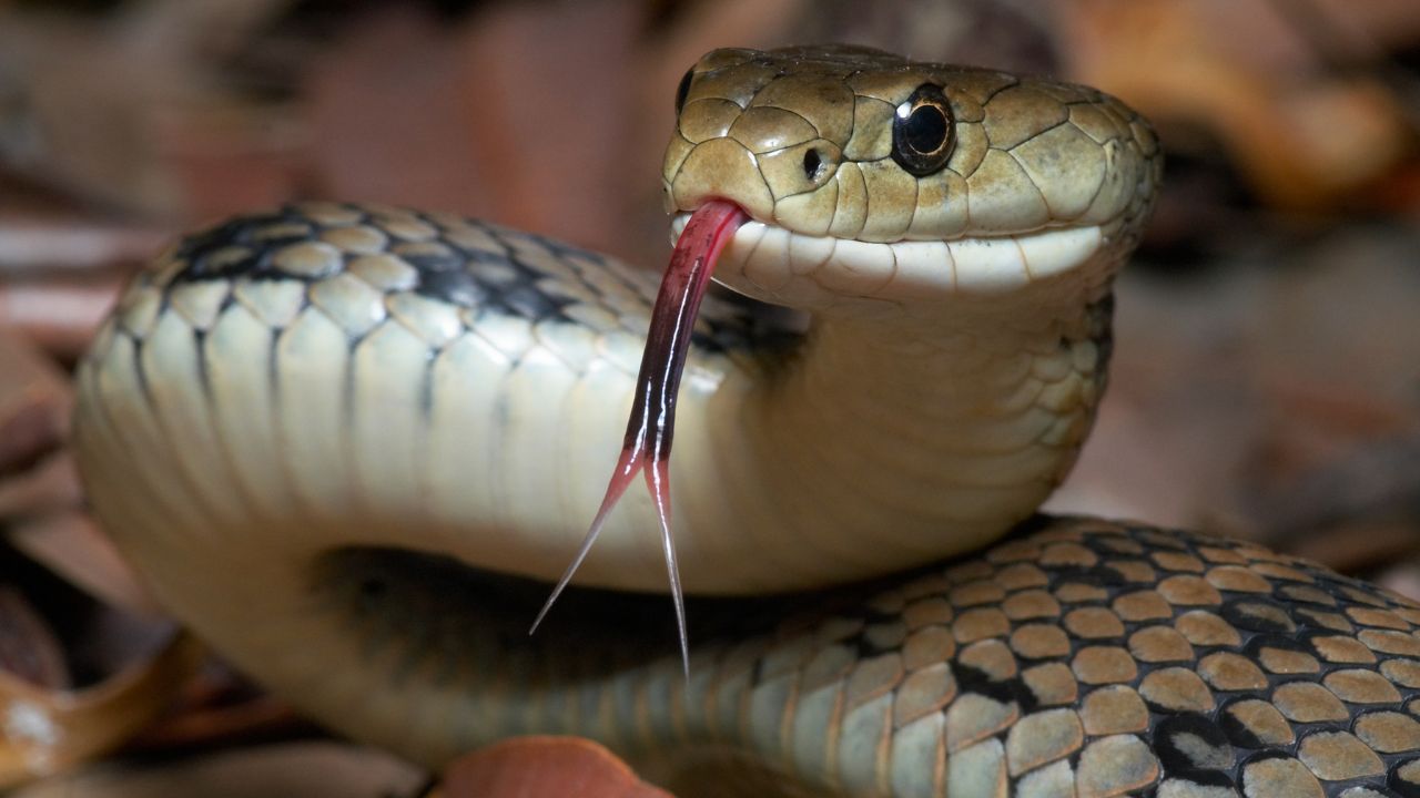 Snake Bite Statistics By State [2026 Updated]