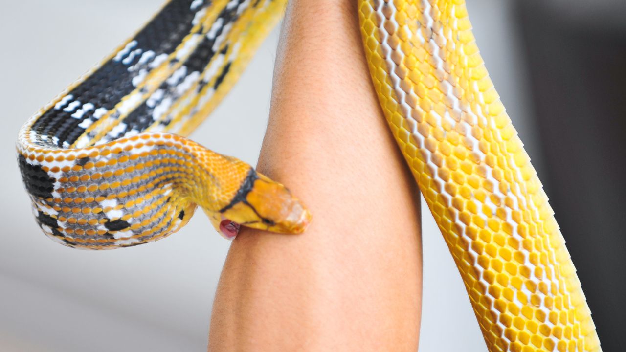 Snake Bite Statistics By State [2026 Updated]
