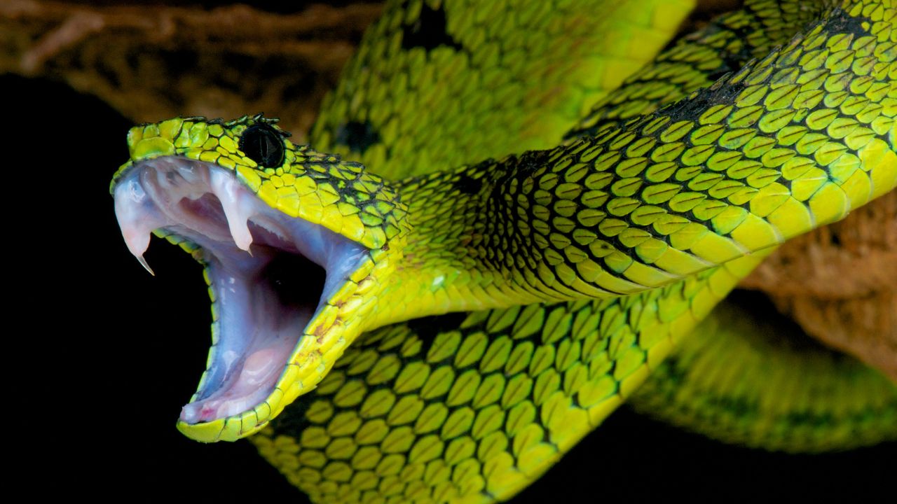 Snake Bite Statistics By State [2026 Updated]