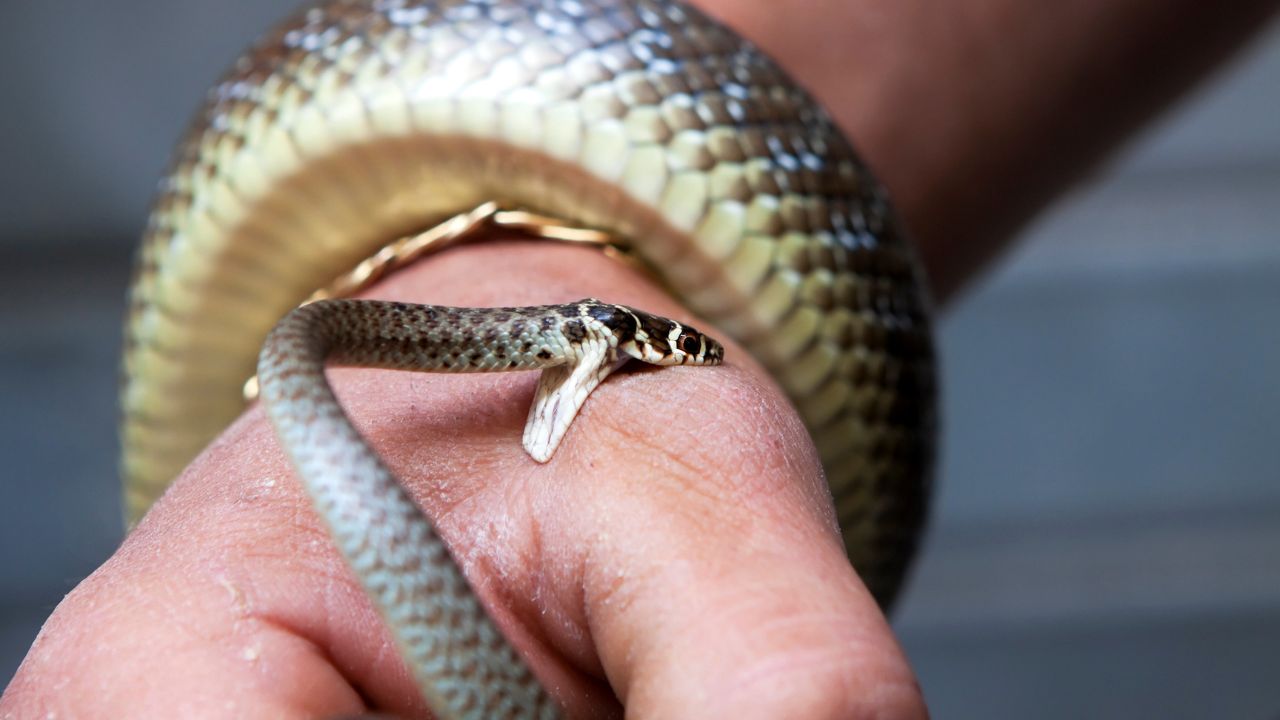 Snake Bite Statistics By State [2026 Updated]
