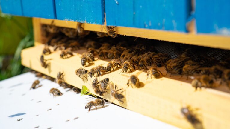 Bee Statistics And Facts You Should Know In 2026