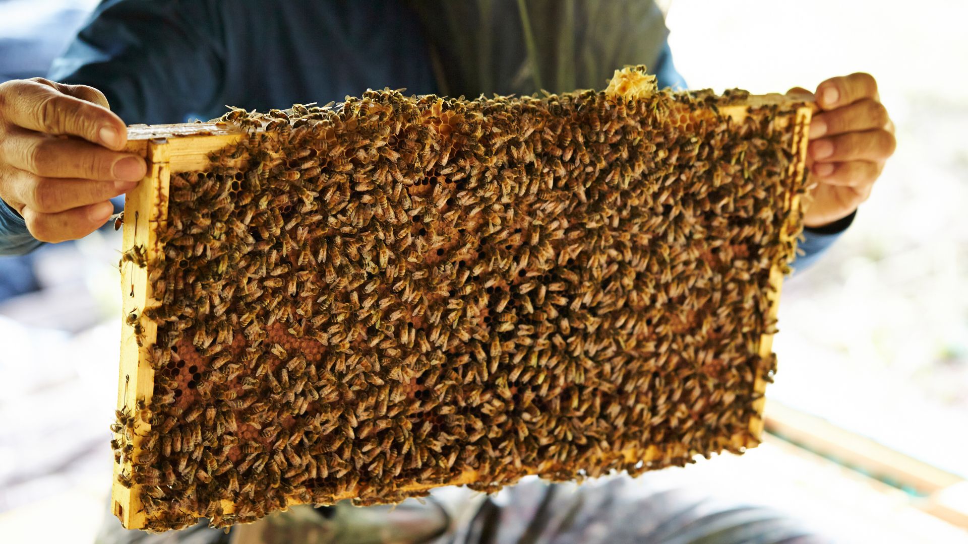 Bee Statistics And Facts You Should Know In 2026