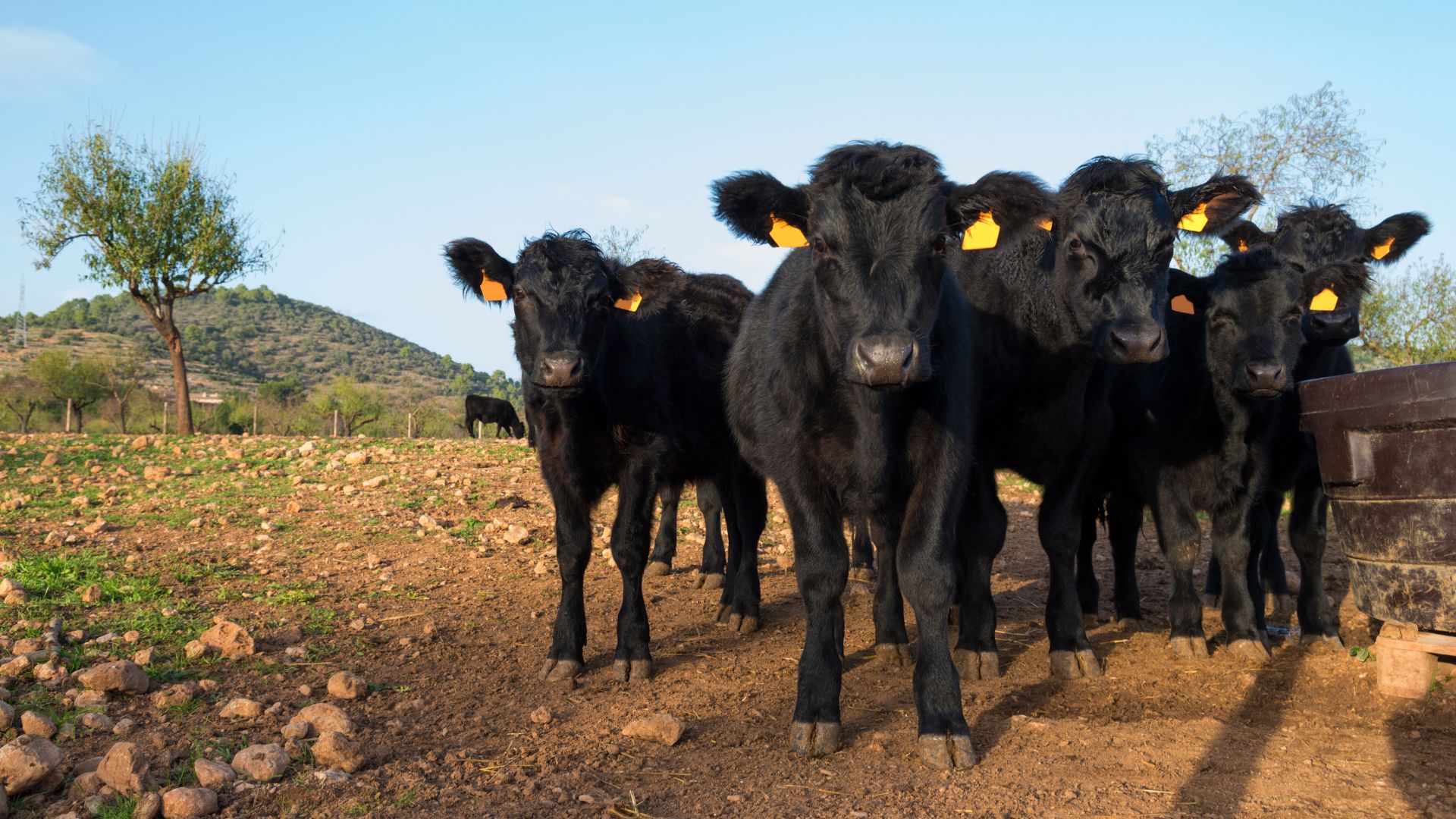 How Many Cows Are There In The World In 2026