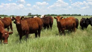 How Many Cows Are There In The World In 2026