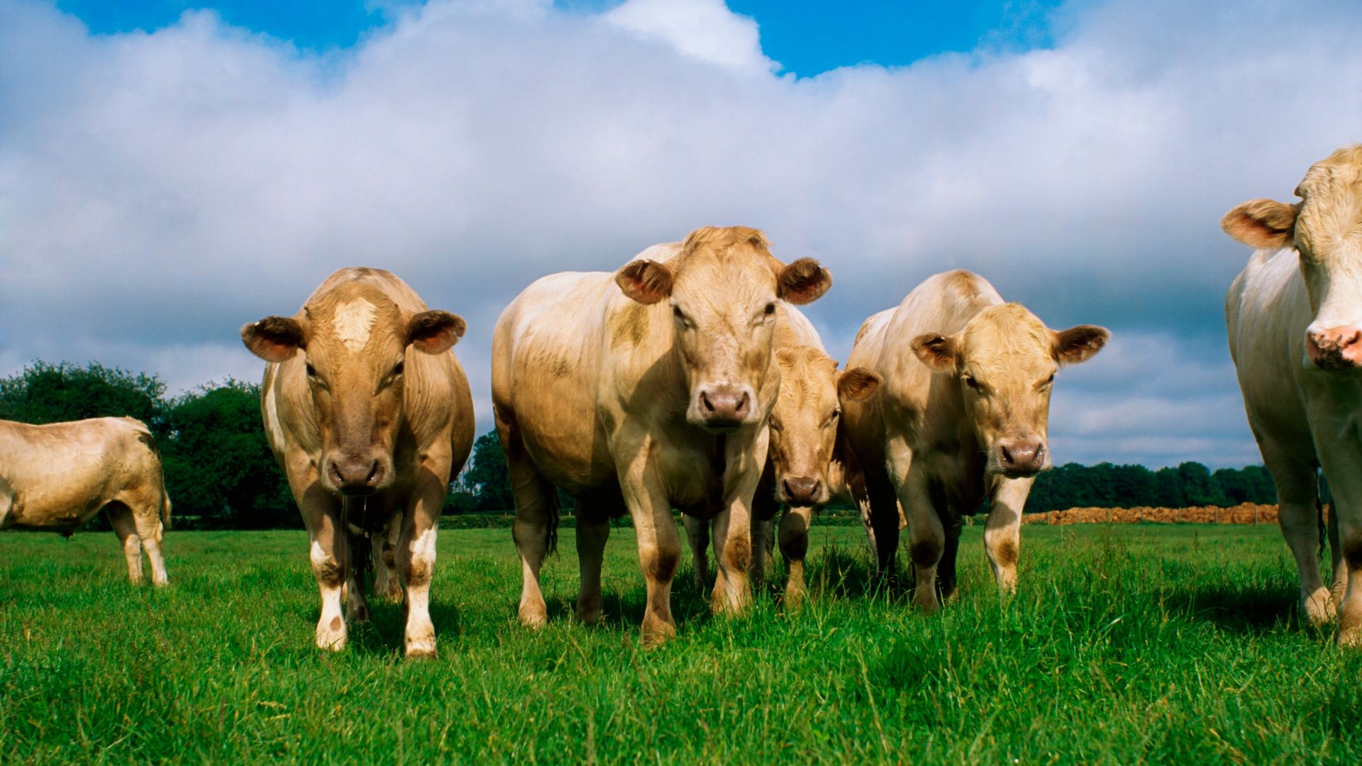 How Many Cows Are In The US In 2026