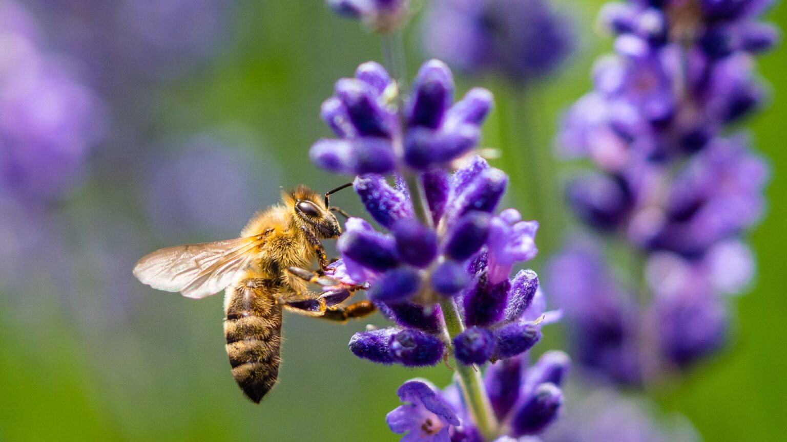 Bee Statistics And Facts You Should Know In 2026