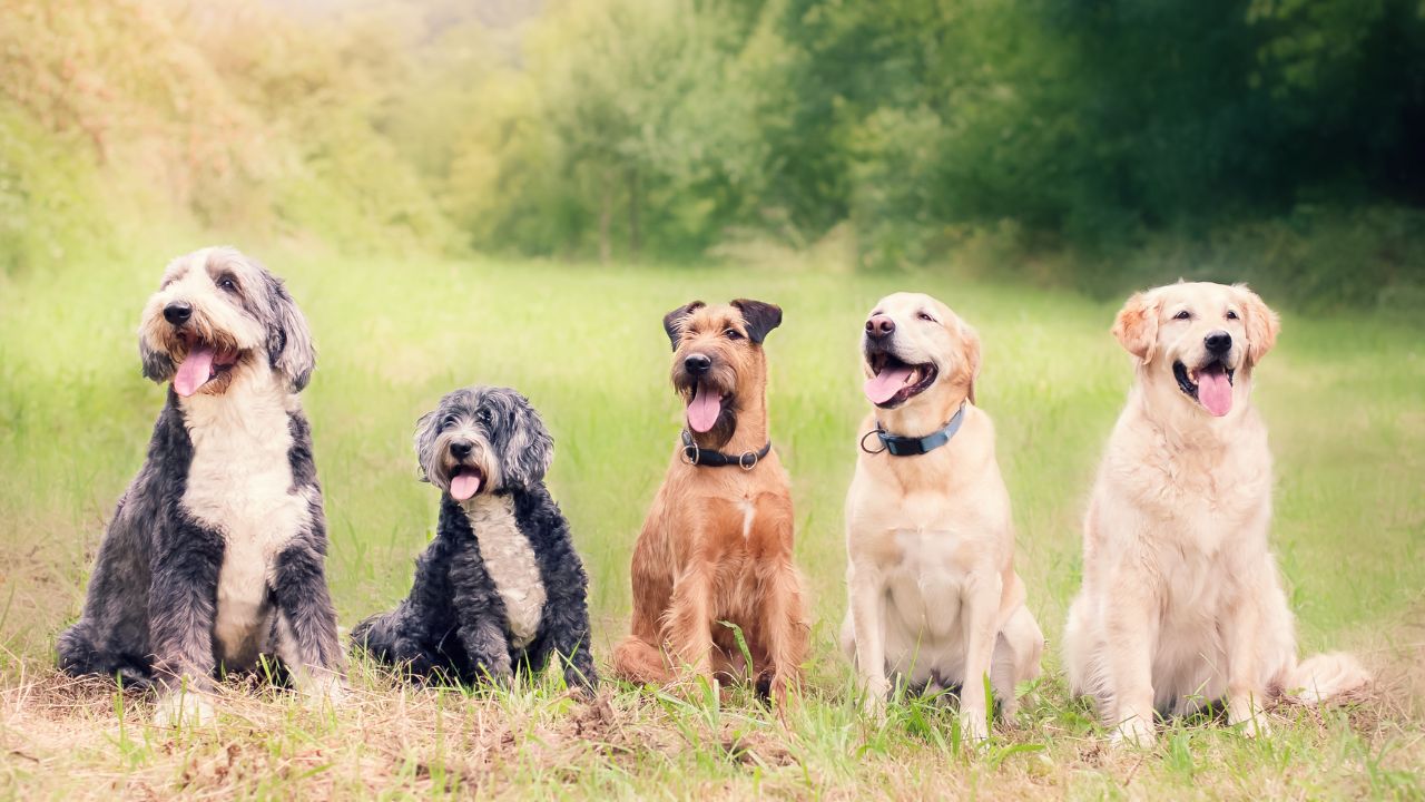 How Many Dogs Are In The World In 2026?