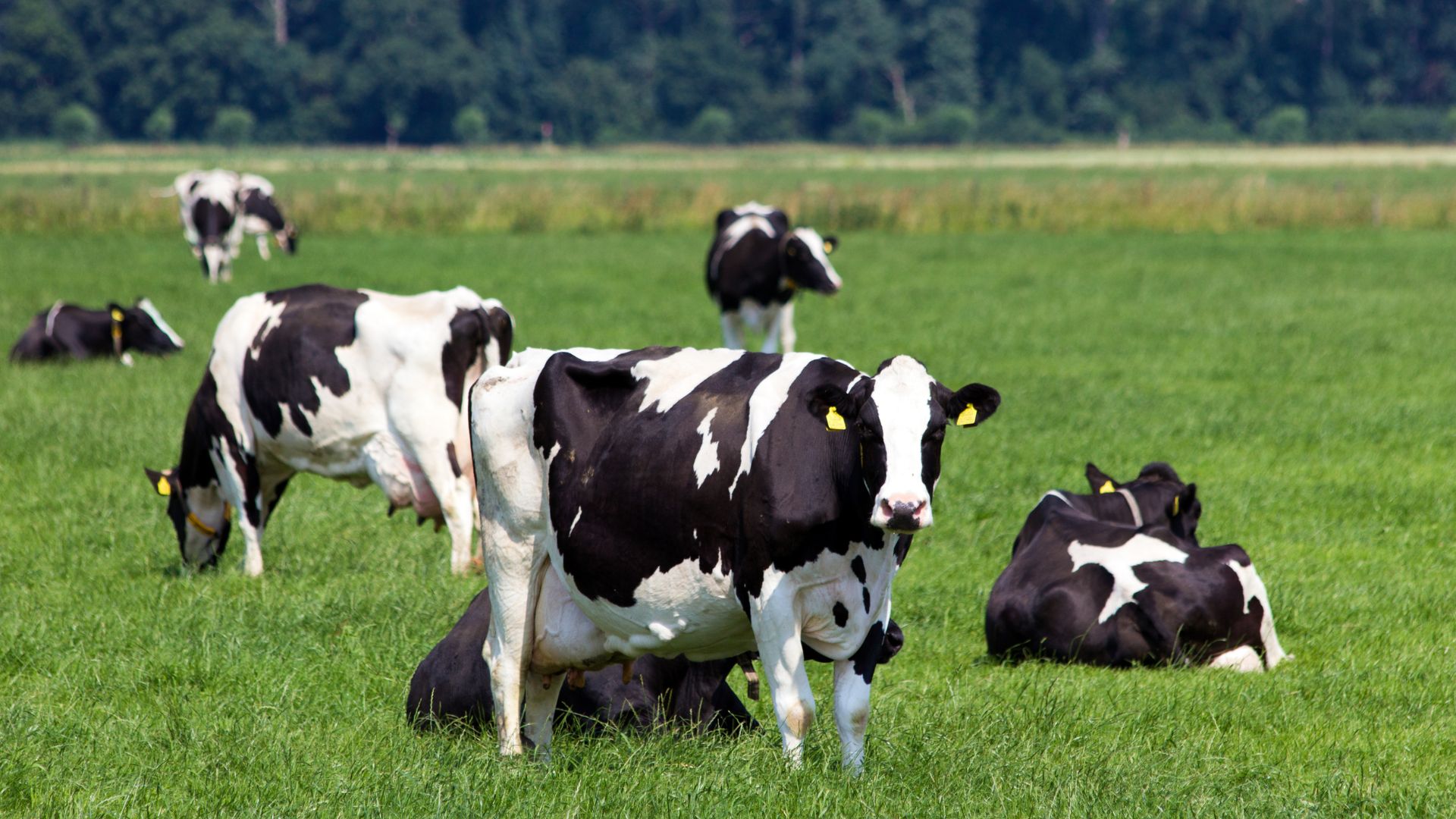 How Many Cows Are There In The World In 2026