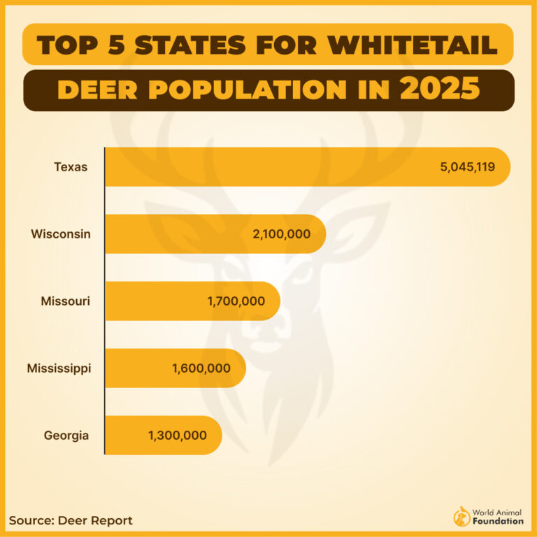 How Many Deer Are Killed Each Year? [Facts And Figures 2026]