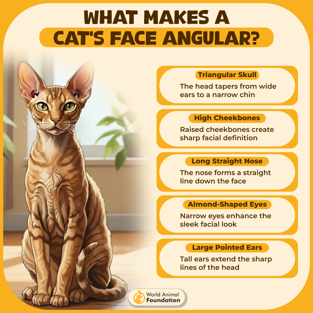 7 Cat Breeds With Angular Faces