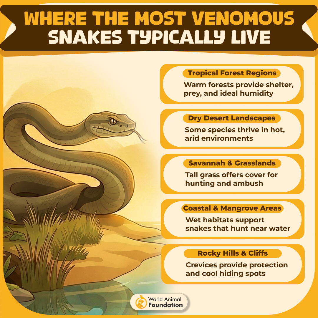 10 Snakes With The Most Powerful Venom