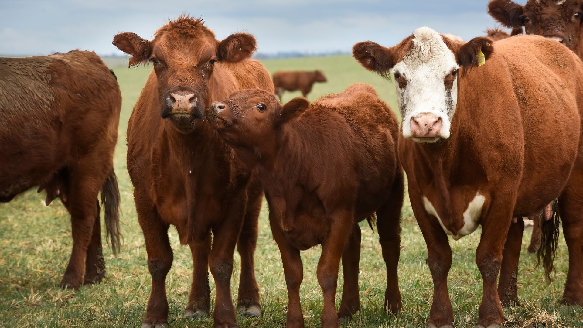 How Many Cows Are There In The World In 2026