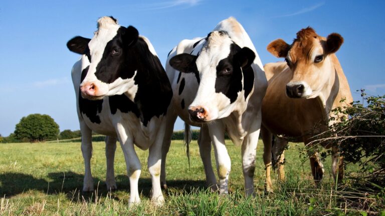 How Many Cows Are In The US In 2026
