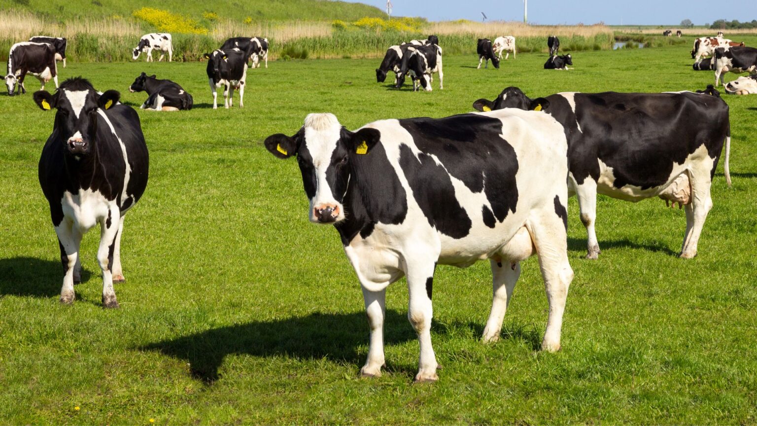 How Many Cows Are In The US In 2026