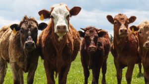 How Many Cows Are In The US In 2026