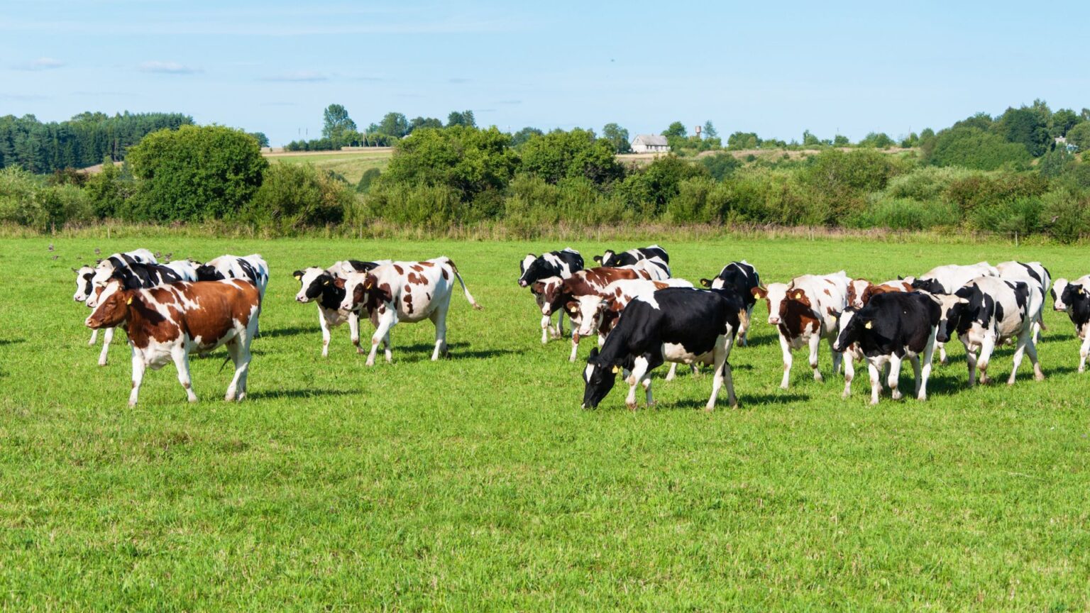 How Many Cows Are There In The World In 2026