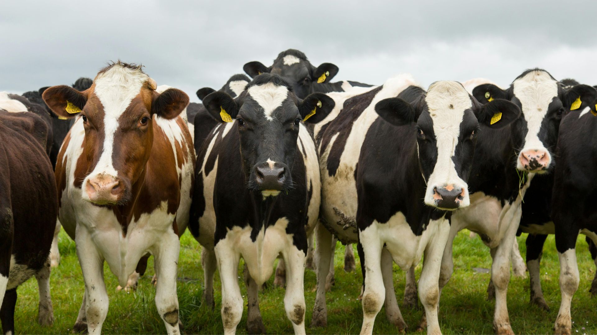 How Many Cows Are There In The World In 2026