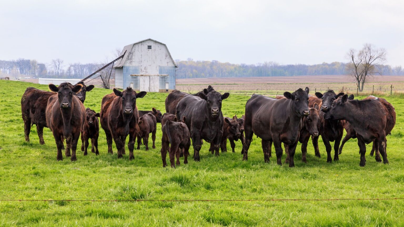 How Many Cows Are There In The World In 2026