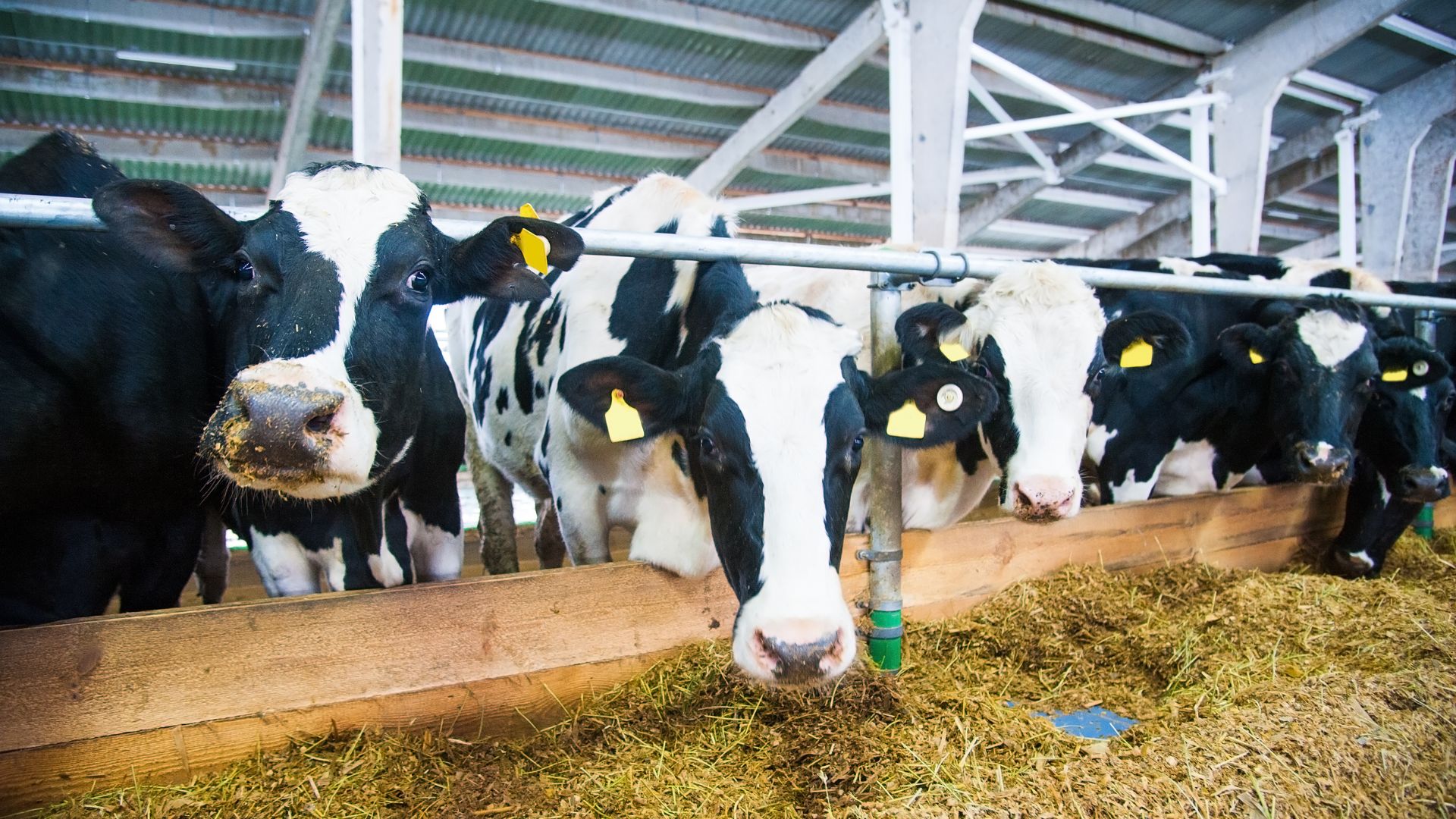 How Many Cows Are There In The World In 2026