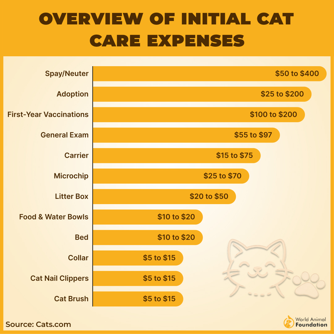 How Much Does A Cat Cost In 2026