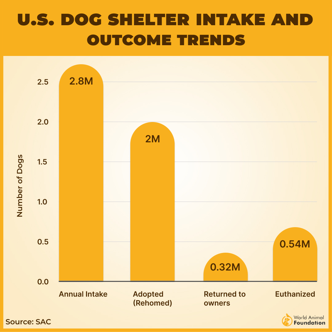 How Many Dogs Are In The US In 2026