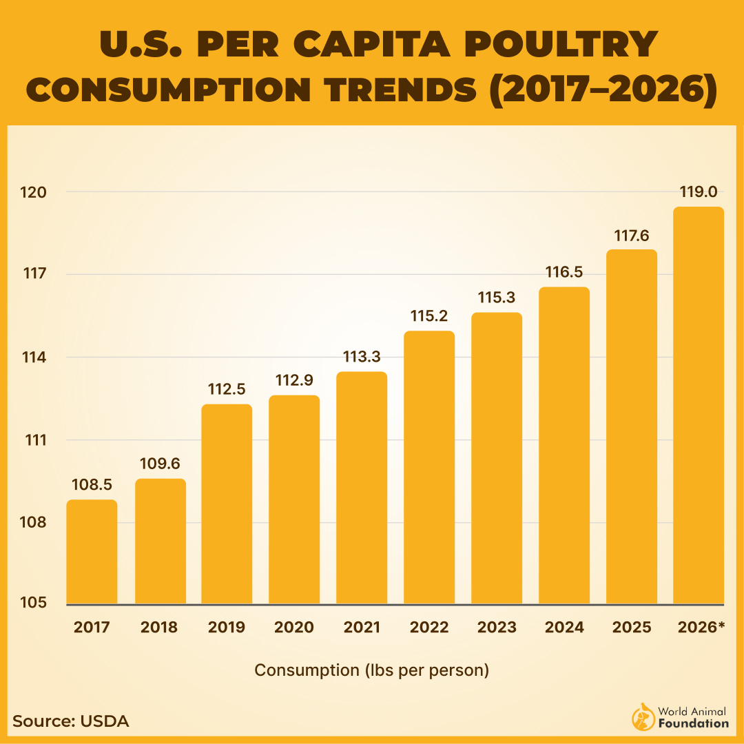 U.S. Meat Consumption Statistics & Facts To Know In 2026