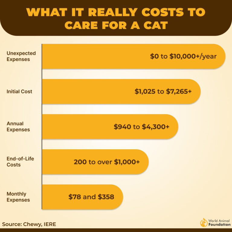 How Much Does A Cat Cost In 2026
